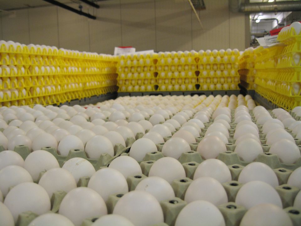 Nok Egg Og P skemat Til Alle Landbruksdirektoratet