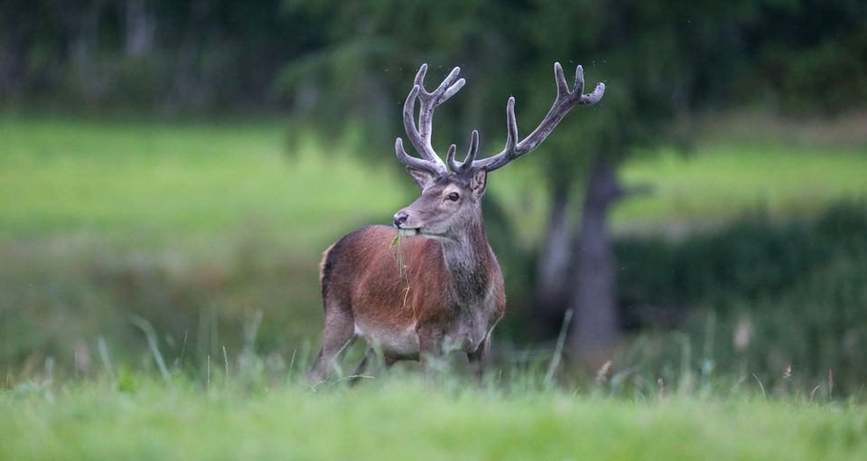 Hjorten utfordrer skogens konge | Norsk institutt for naturforskning - NINA