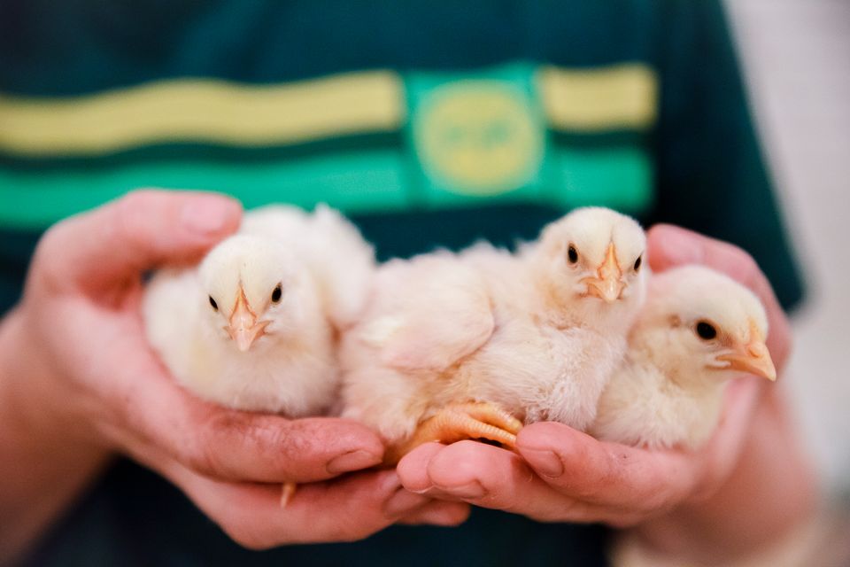 Felleskjøpet med i bransjesamarbeid: Reduserer soya i kyllingfôret med ...