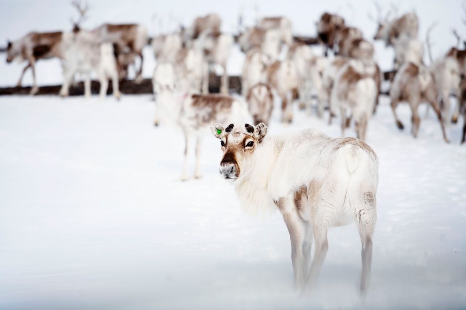 Reindriftens arealbruk | Landbruksdirektoratet