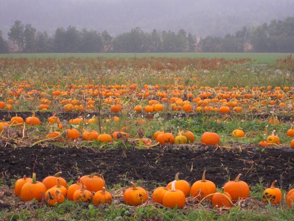 Fantastisk godt år for norske gresskar | Opplysningskontoret for frukt ...