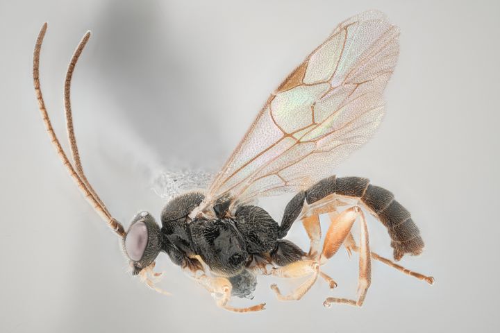 Overvaking av insekt: Har truleg funne 20.000 artar | Miljødirektoratet