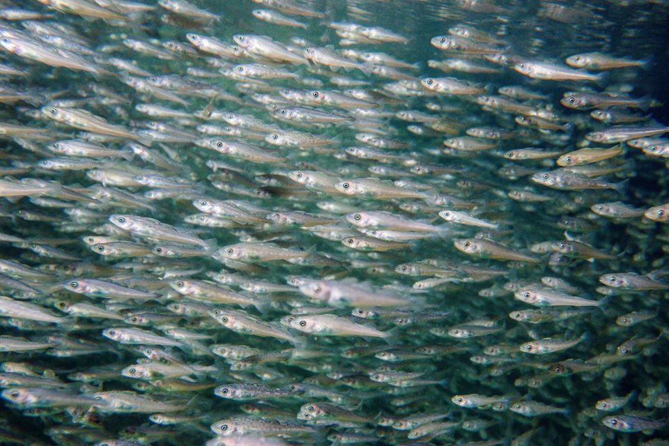 Havforsuring truer torsken | Nofima