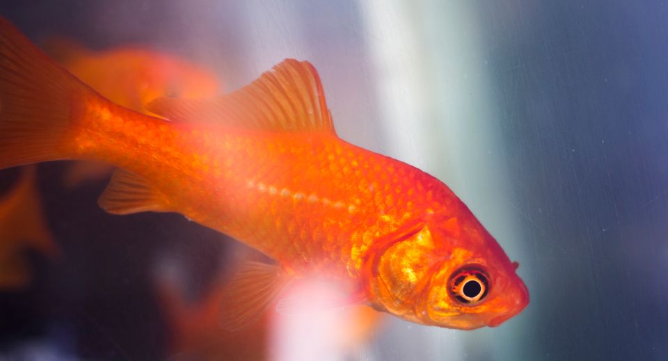 Gullfisk lager alkohol av melkesyre for å overleve vinteren | UiO - Det ...