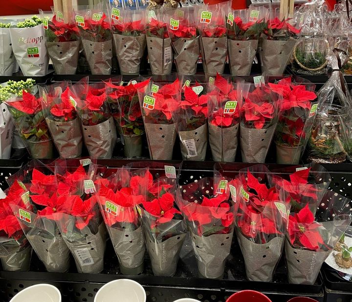 Coop forventer å selge 400 000 julestjerner | Coop Norge