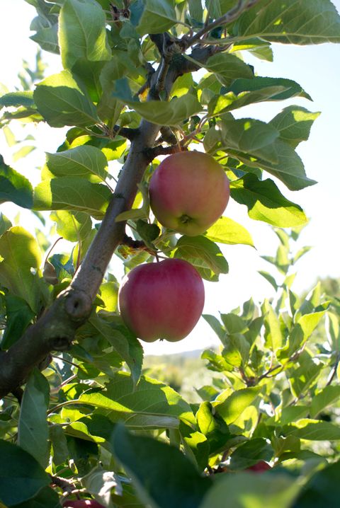 Norske epler på sitt beste | BAMA