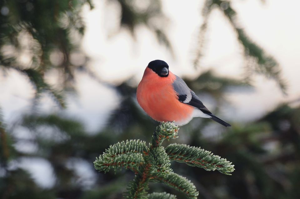 Hagefugltellingen 2014 | BirdLife Norge