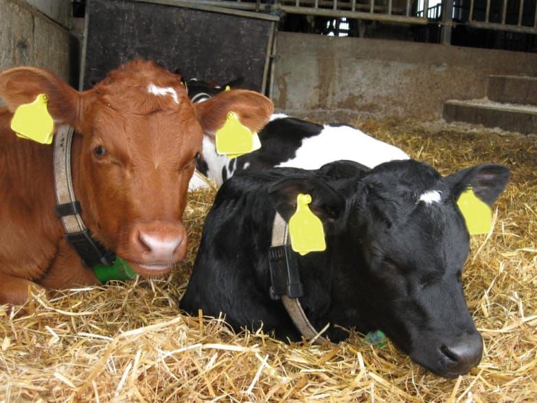 Verdens beste helsevesen - for kalver og kyr | TINE SA