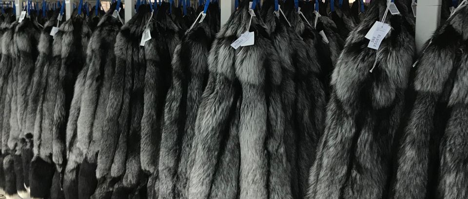 Verdens fineste pels er norsk | Norges Pelsdyralslag