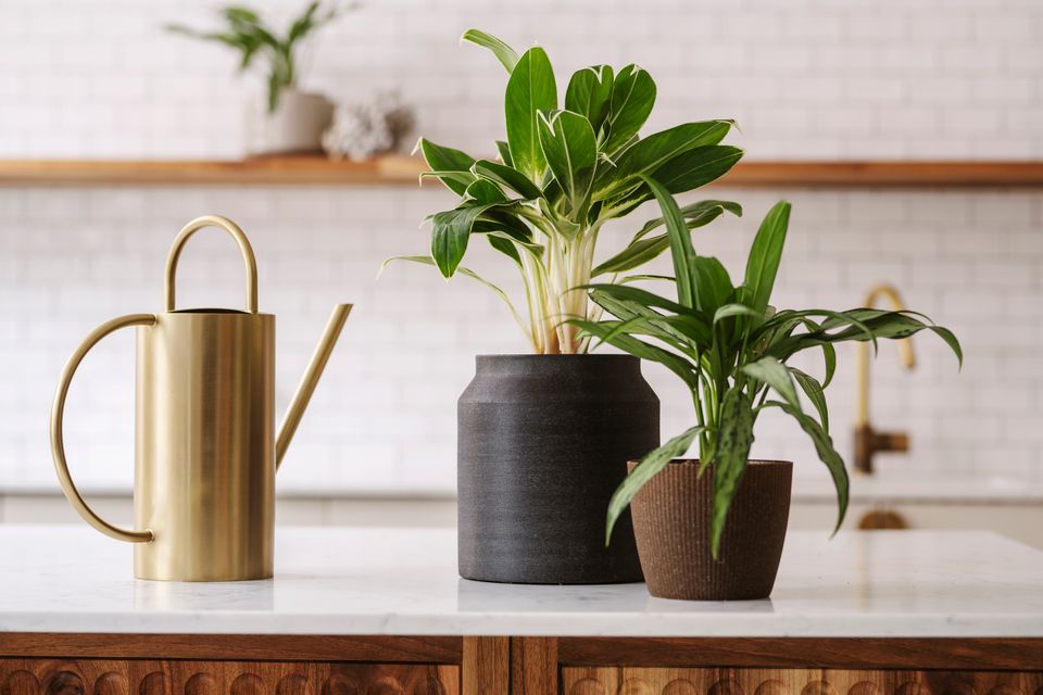 Dette er årets trender for inneplanter | Plantasjen