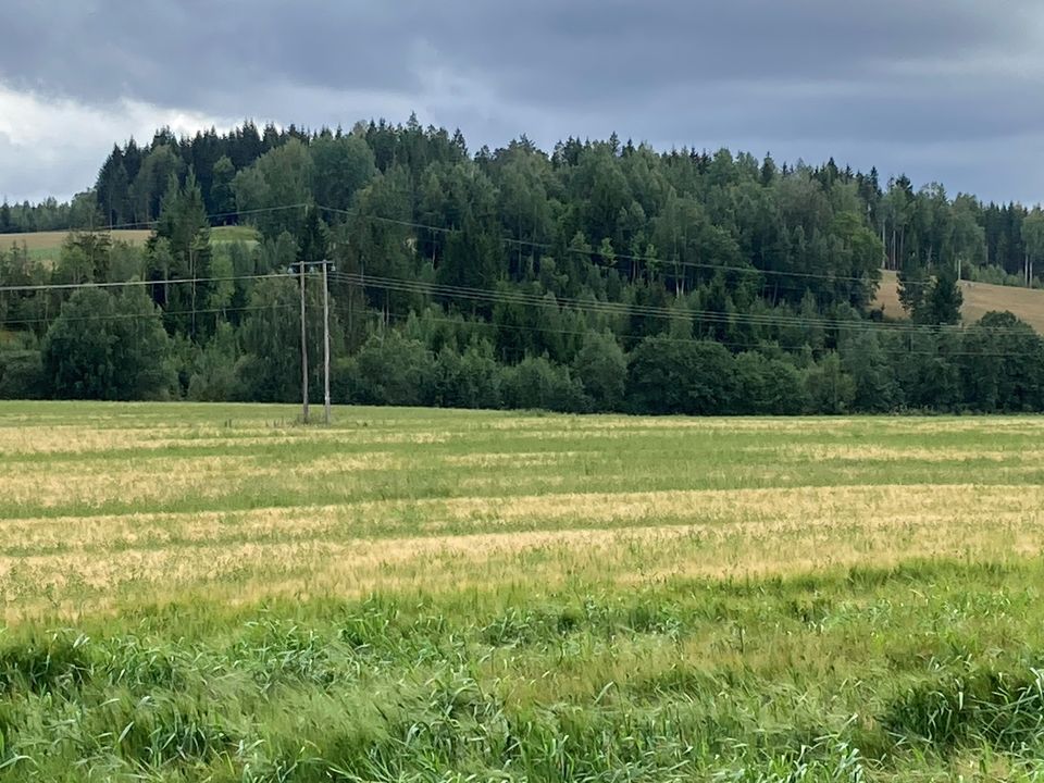 Fortvilt kornsituasjon – Felleskjøpet ber myndighetene ta grep ...