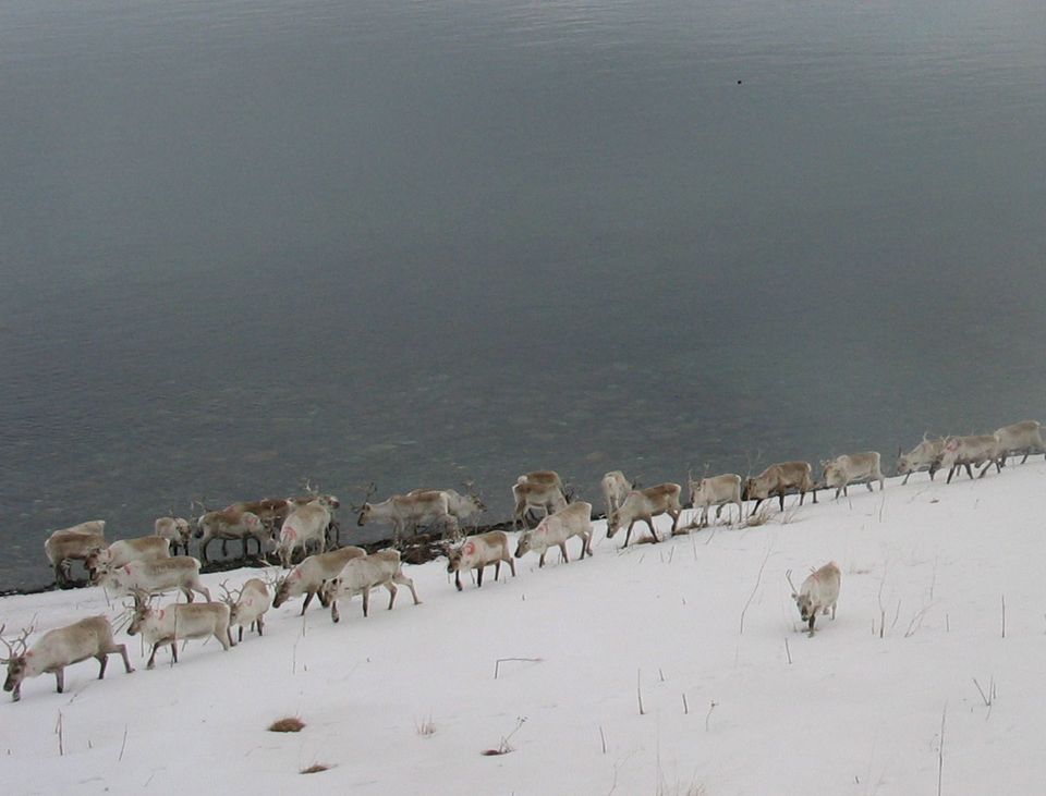 Reindrift og natur truet av massive utbygginger | Naturvernforbundet