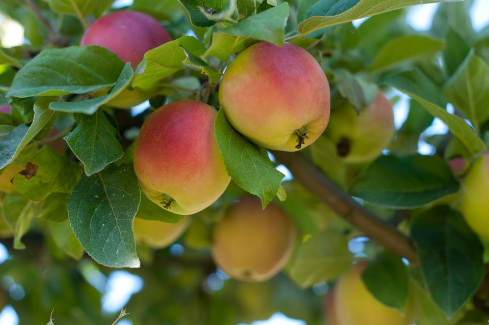 Norske epler på sitt beste | BAMA