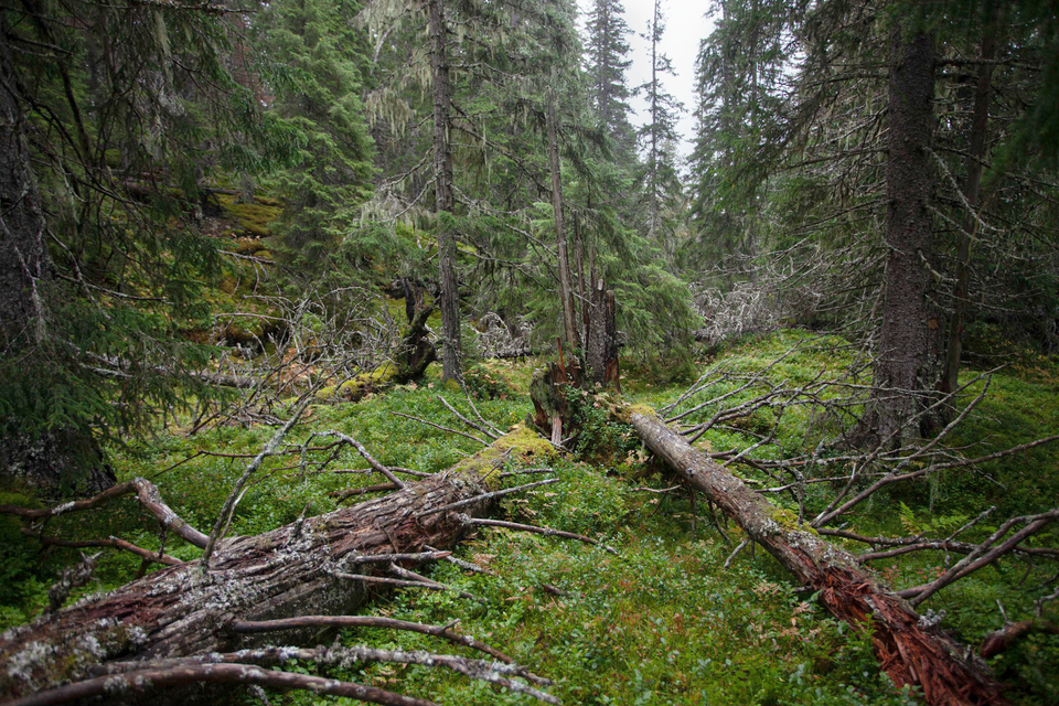 En femtedel av naturskogen er vernet | Miljødirektoratet