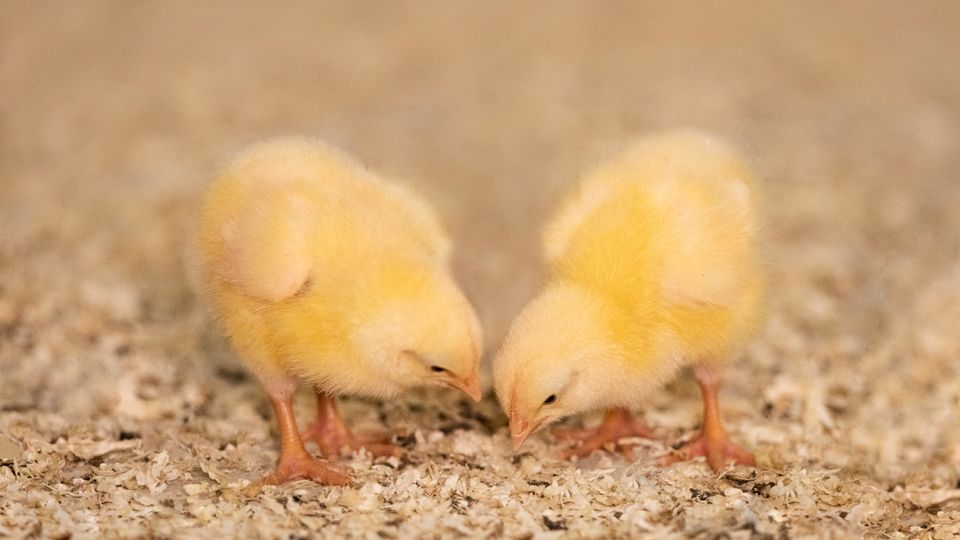 REITAN inn på eiersiden av bærekraftig fôrprodusent | REITAN