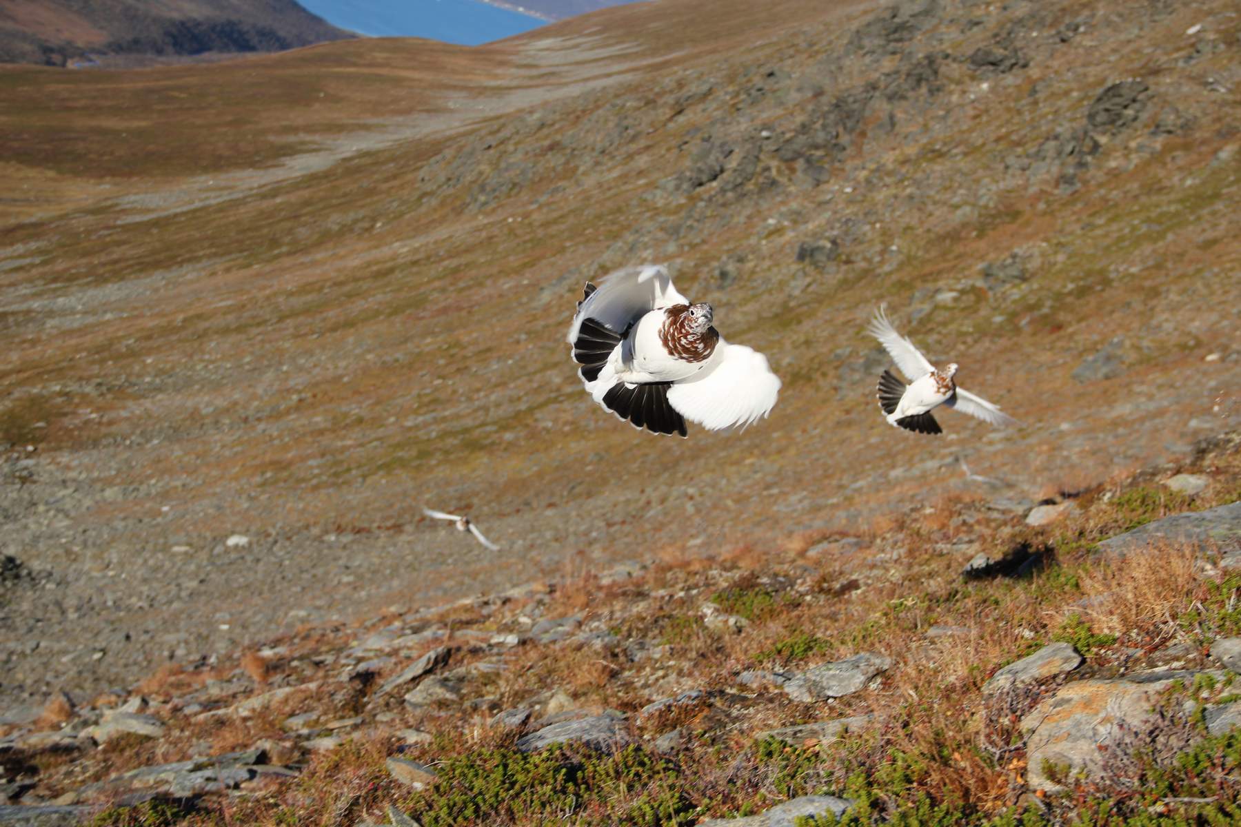 Slår ring om rypa | Norges Jeger- og Fiskerforbund