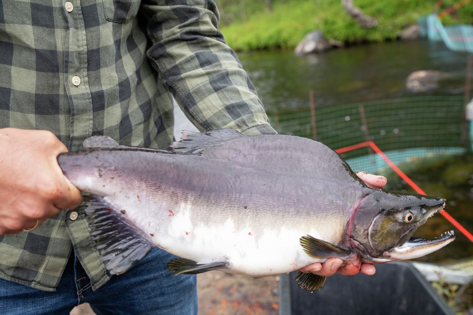 Følg kampen mot pukkellaks live på nett i sommer | Miljødirektoratet