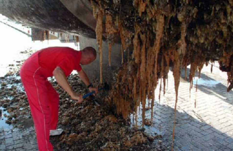 Fritidsbåteigarar må med i kampen mot hamnespy | Miljødirektoratet