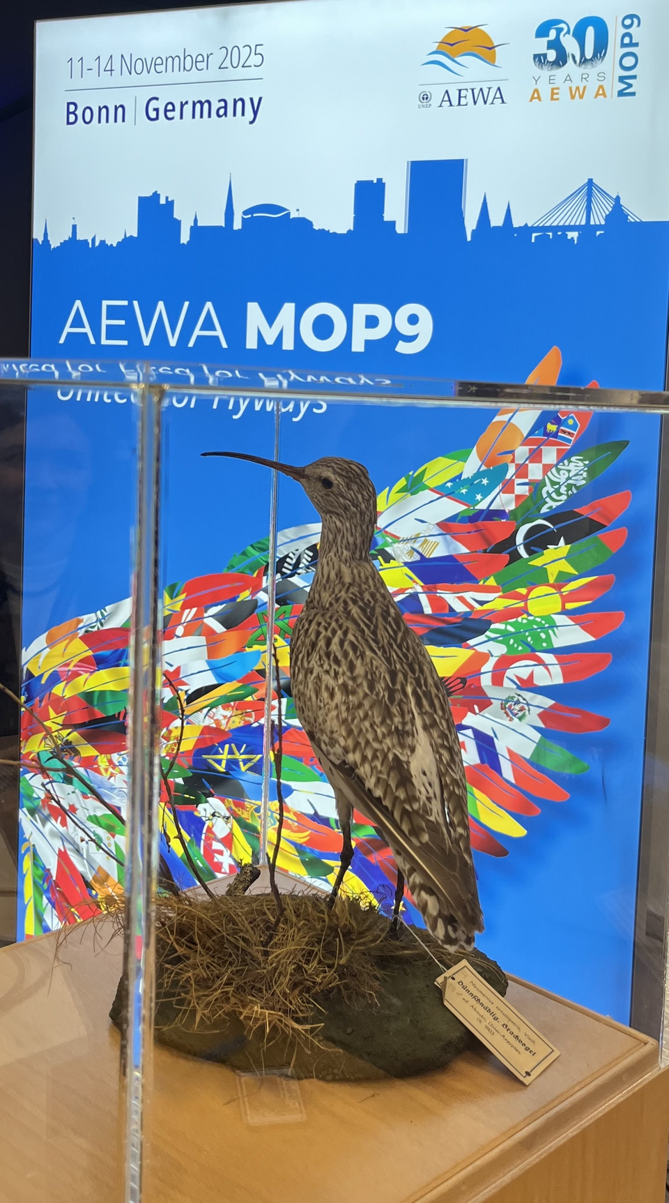 Fire av ti våtmarksfuglar er trua av menneske | Miljødirektoratet