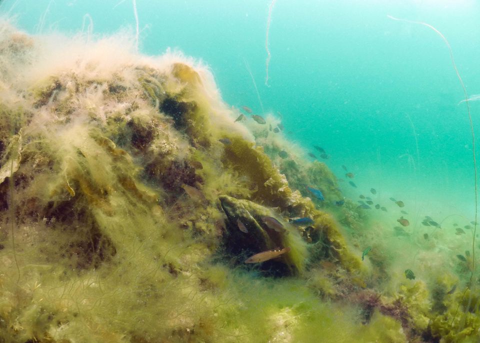 Lurv truer livet i havet – ny rapport identifiserer trusselen | NIVA