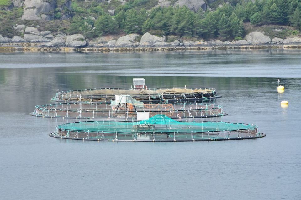 Forventer krav om oppdrett i lukkede anlegg | Naturvernforbundet