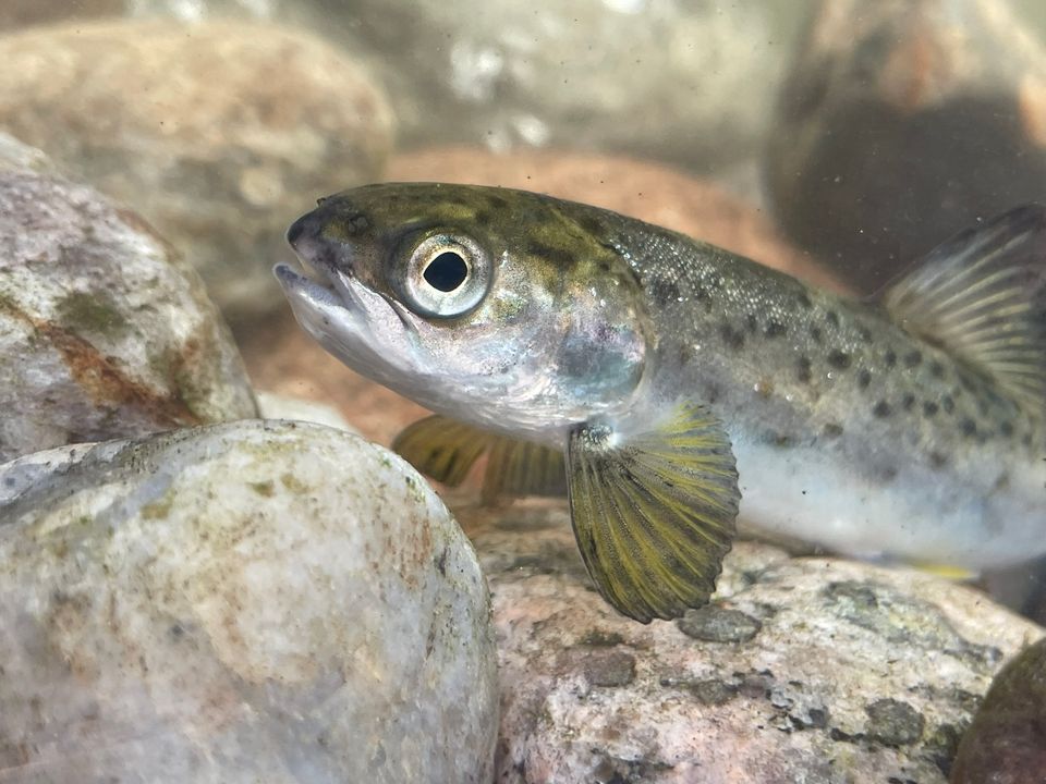 Kraftig økning for smoltbestanden i Nidelva | Å Energi