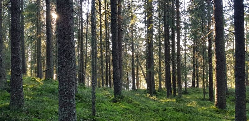 Skog som klimatiltak | Landbruksdirektoratet