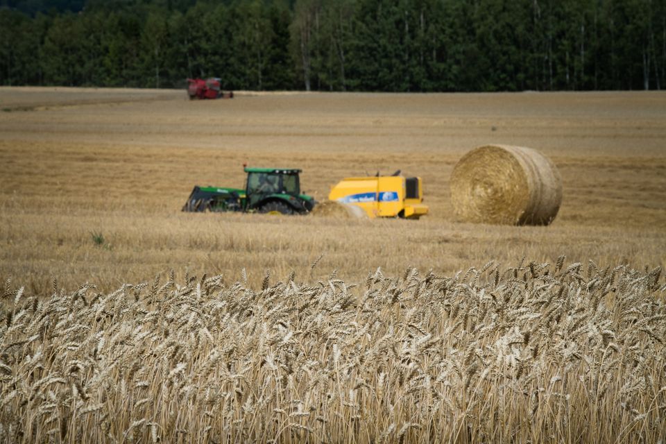 God kornavling gir lavere importbehov | Landbruksdirektoratet