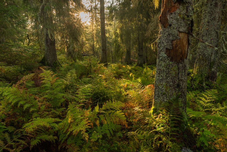 Nytt tilbud for å redde verneverdig gammelskog | Trefadder