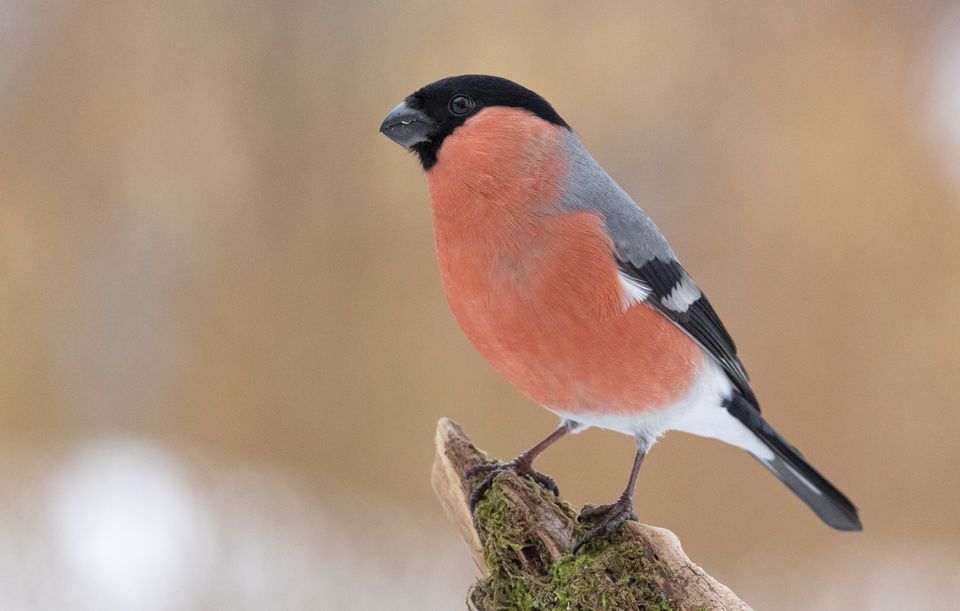 Rekordmange dompap under Hagefugltellingen | BirdLife Norge