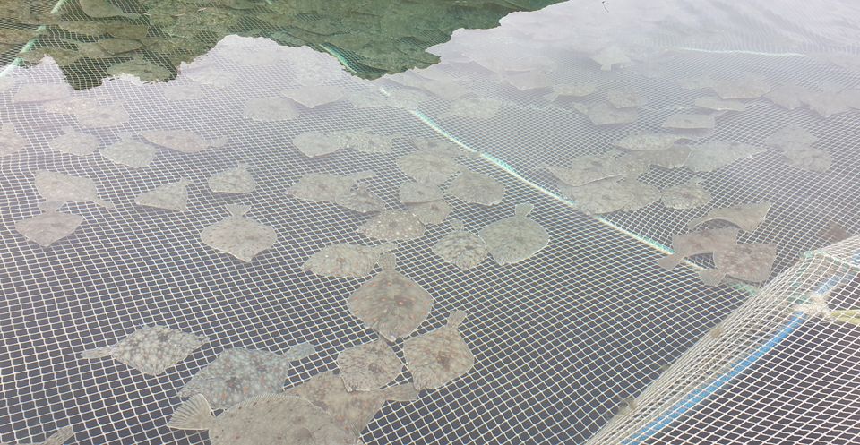 Nye metoder kan gi mer flyndre på norske middagsbord | Nofima