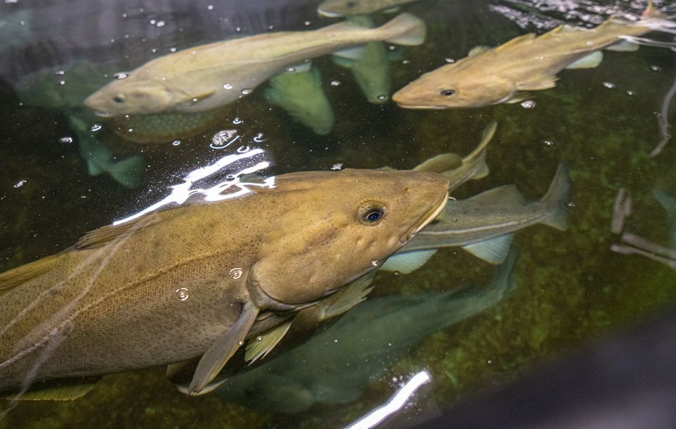 Fish nose bacteria may hold clues to marine species survival | Nofima