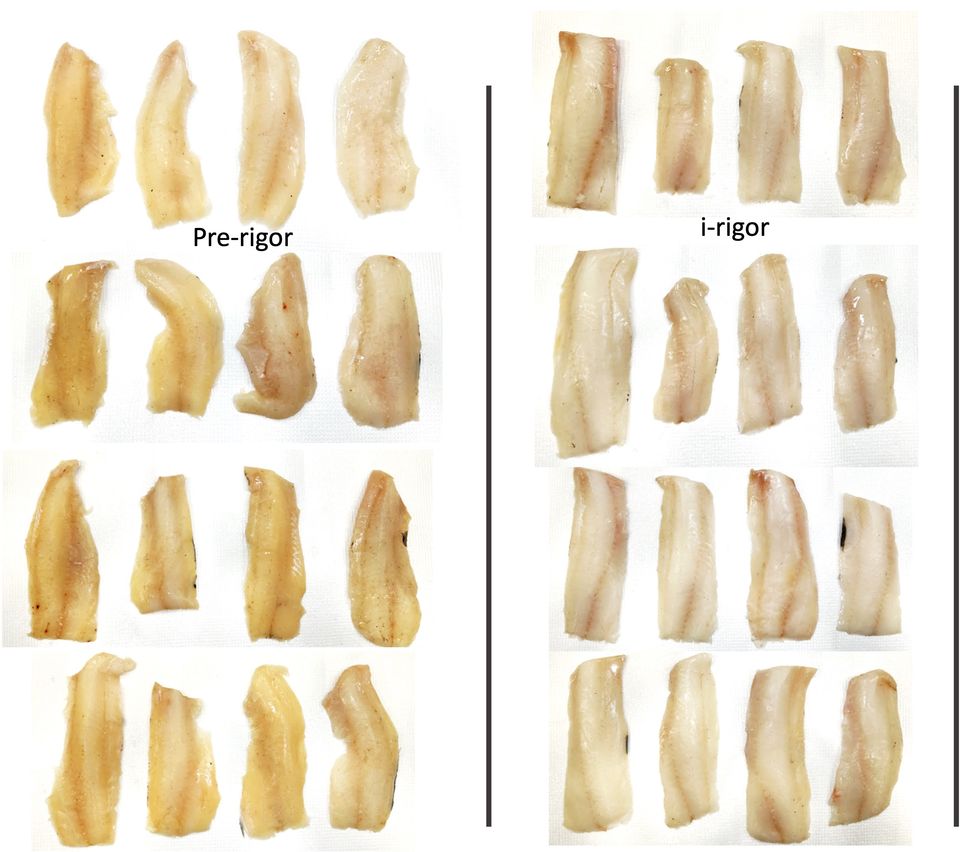 Fish may turn yellow if frozen too fresh | Nofima